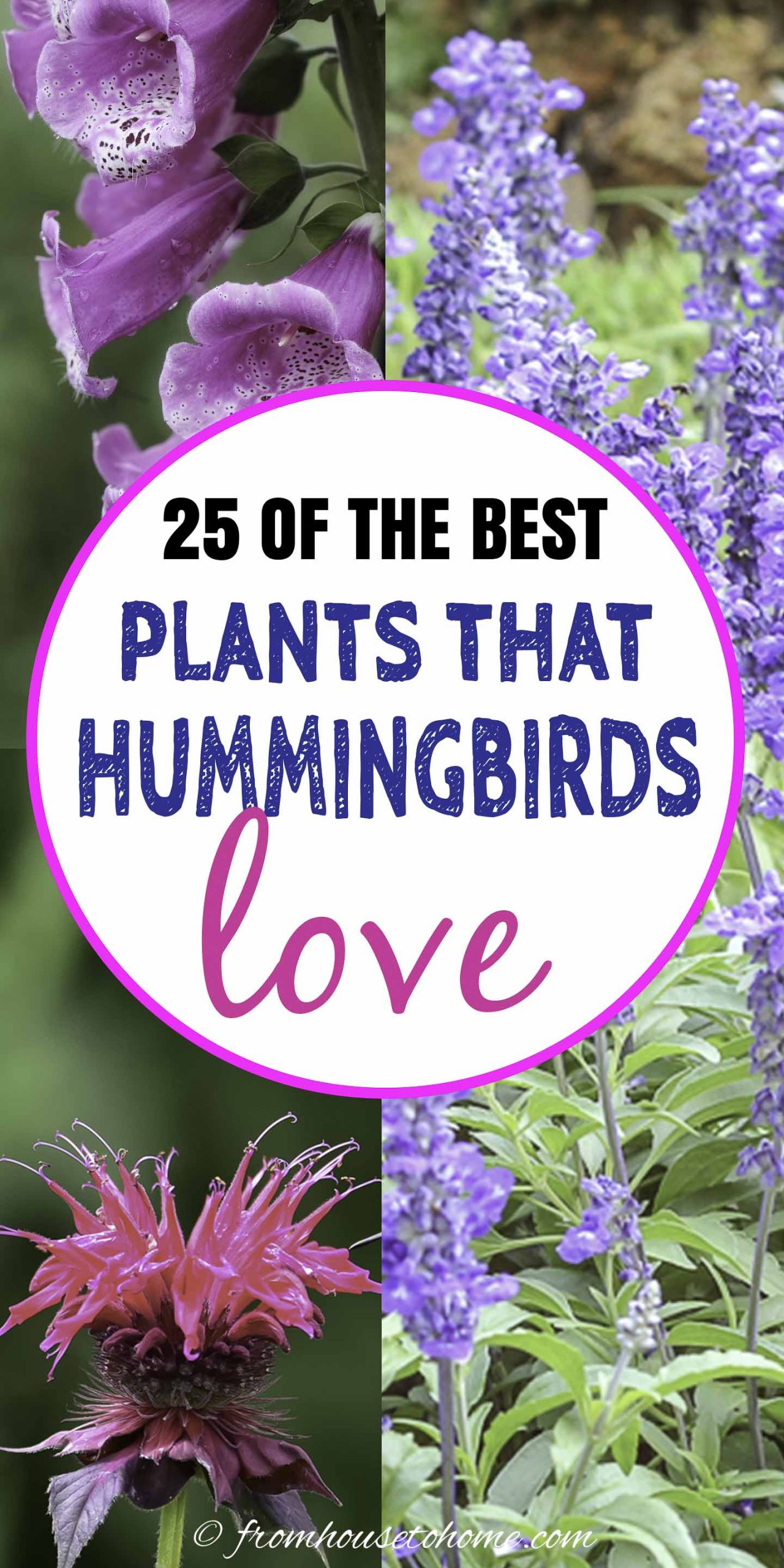 Hummingbird Plants: 25+ Of The Best Flowers That Attract Hummingbirds