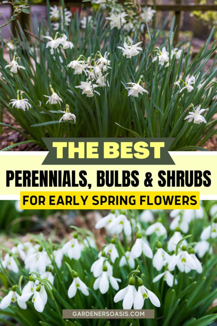 The Best Perennials, Bulbs And Shrubs For Early Spring Flowers