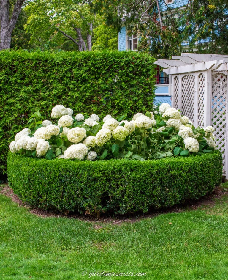 24 Boxwood Landscaping Ideas To Add Structure And Style To Your Garden